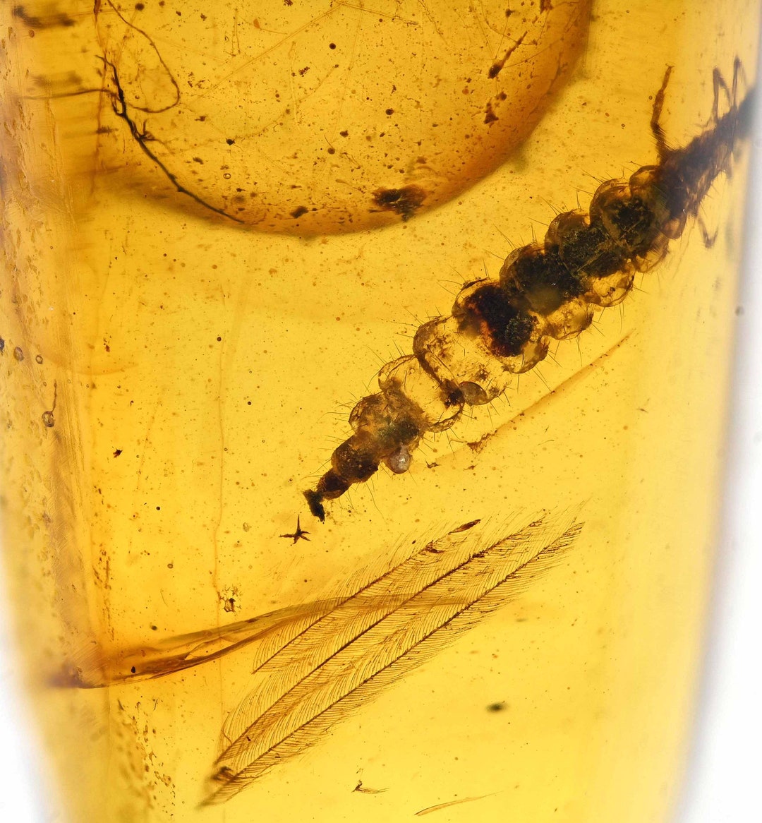 Neuroptera Larva With Feathers Fossil Inclusion in Burmese - Etsy