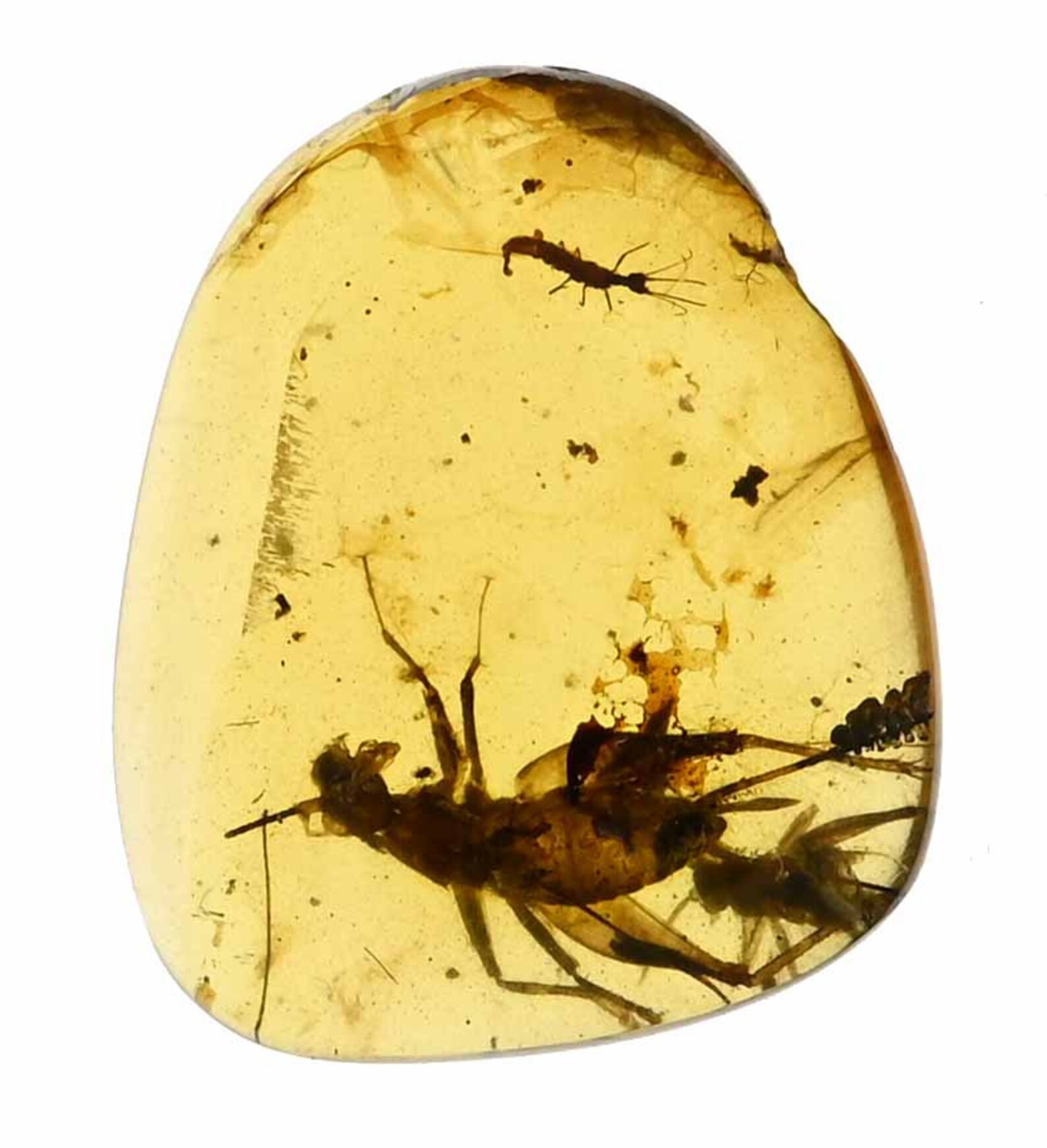 Rare Detailed Neuroptera lacewing Larva Fossil Inclusion in - Etsy