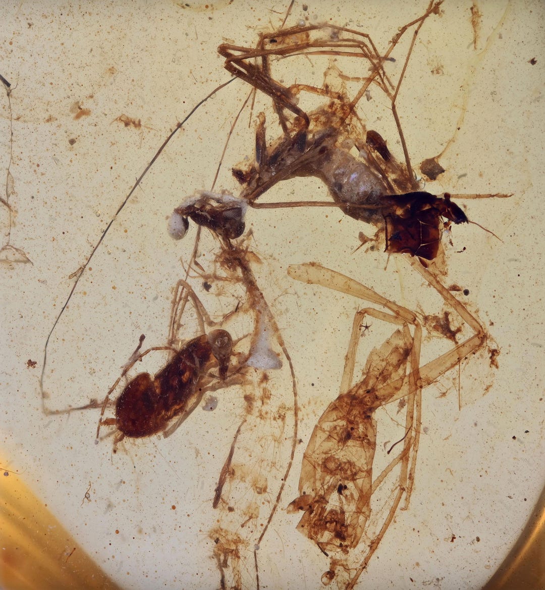 Scarce Phasmatodea walking Stick, Fossil Insect Inclusion in Burmese ...