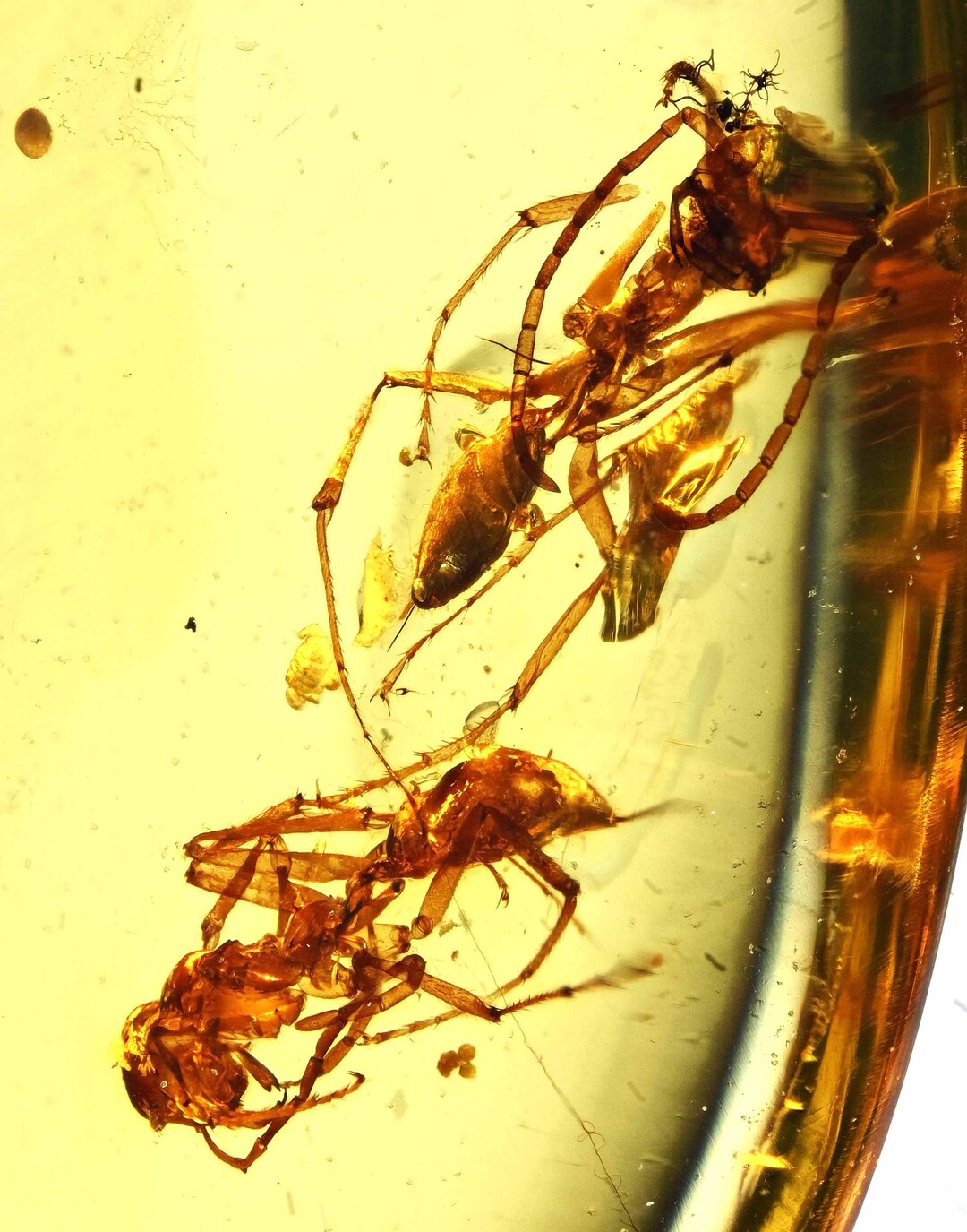 Four Extinct Large Ants, Some With Stinger! Fossil Inclusion in Burmese ...