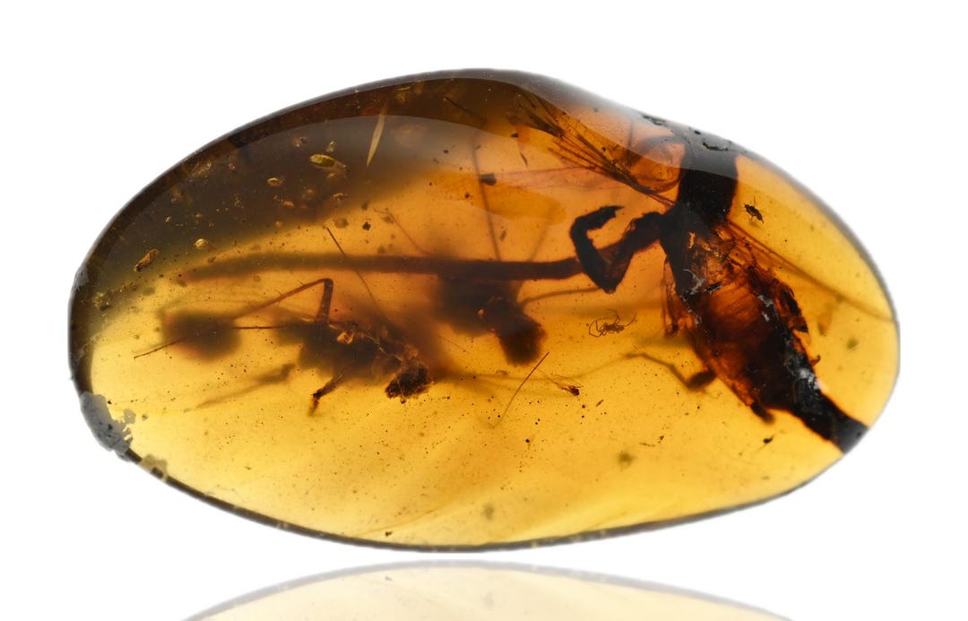 RARE Scorpion Attacking Damselfly, Fossil Insect Inclusion in Burmese ...