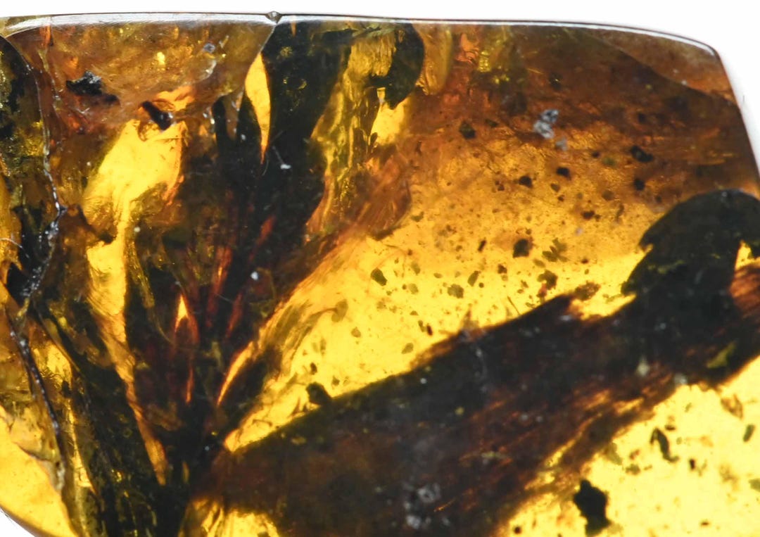 Botanical - Compound Leaf, Fossil Inclusion in Burmese Amber - Etsy