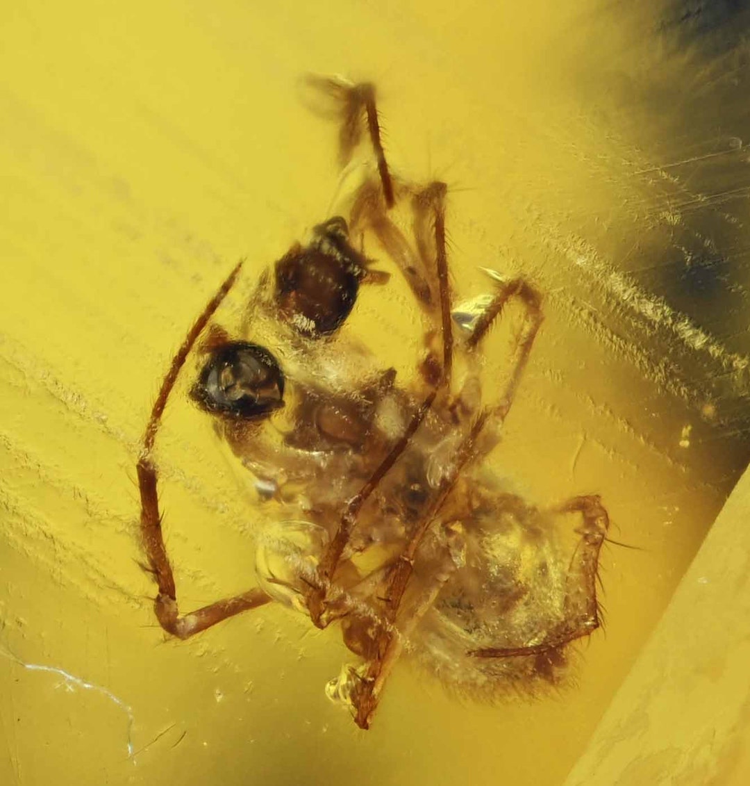 Araneae spider With Eye Stalks, Fossil Inclusion in Burmese Amber - Etsy