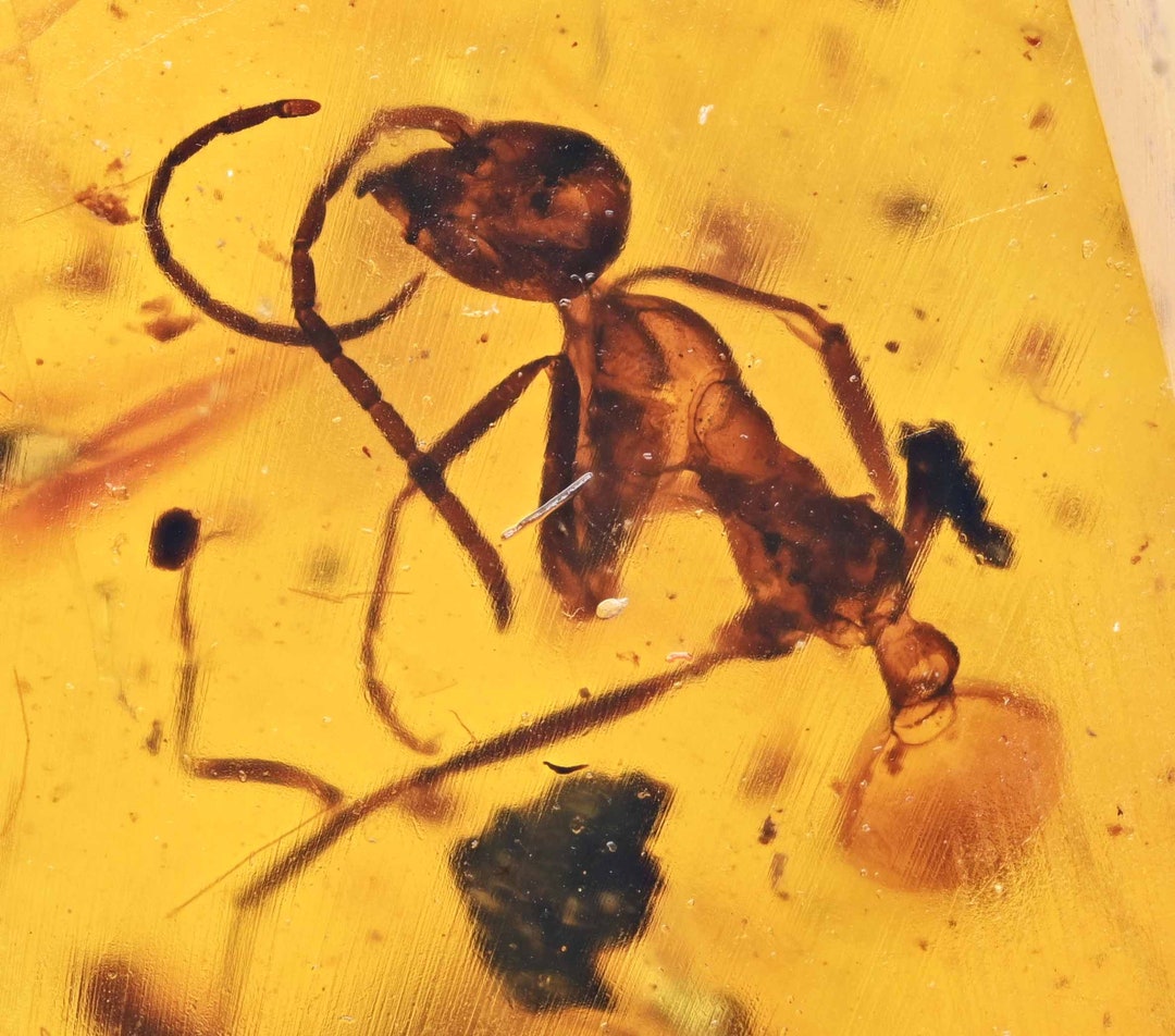 Extinct Sphecomyrma Ant Fossil Inclusion in Burmese Amber - Etsy