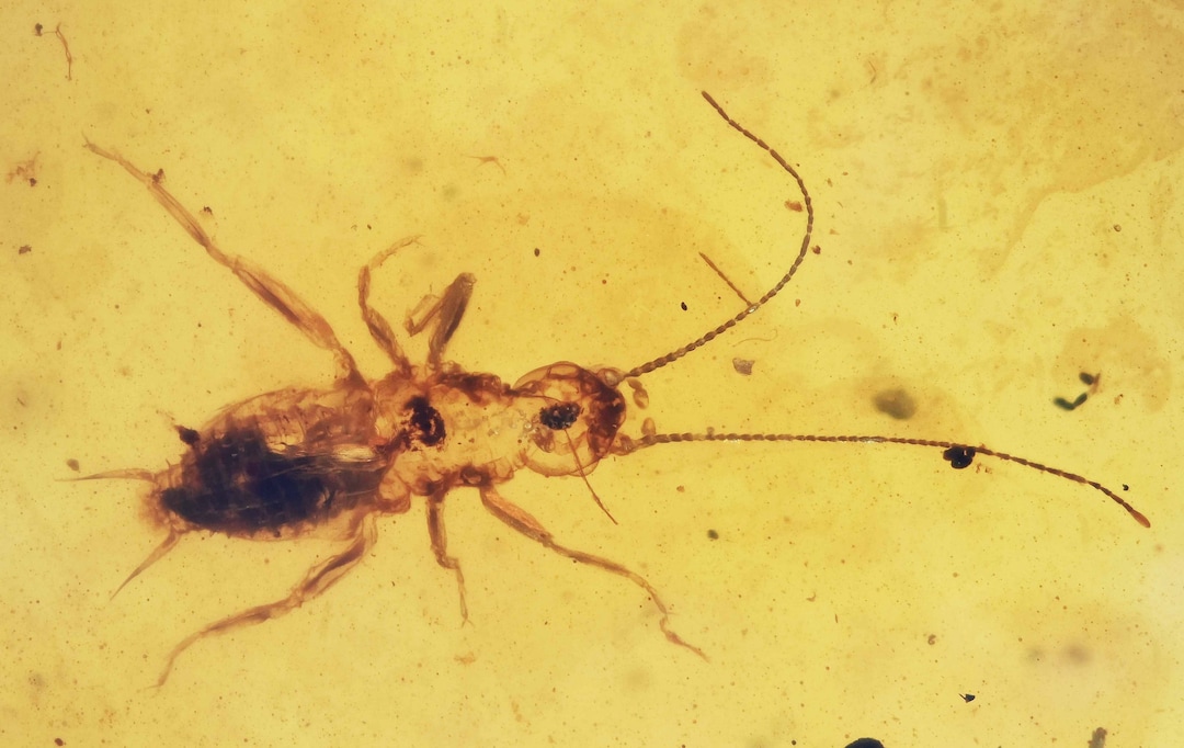 Detailed Orthoptera cricket Nymph Fossil Inclusion in - Etsy