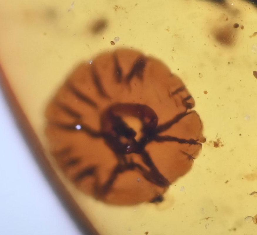 RARE Zoraptera angel Insect, Fossil Insect Inclusion in Burmese Amber ...