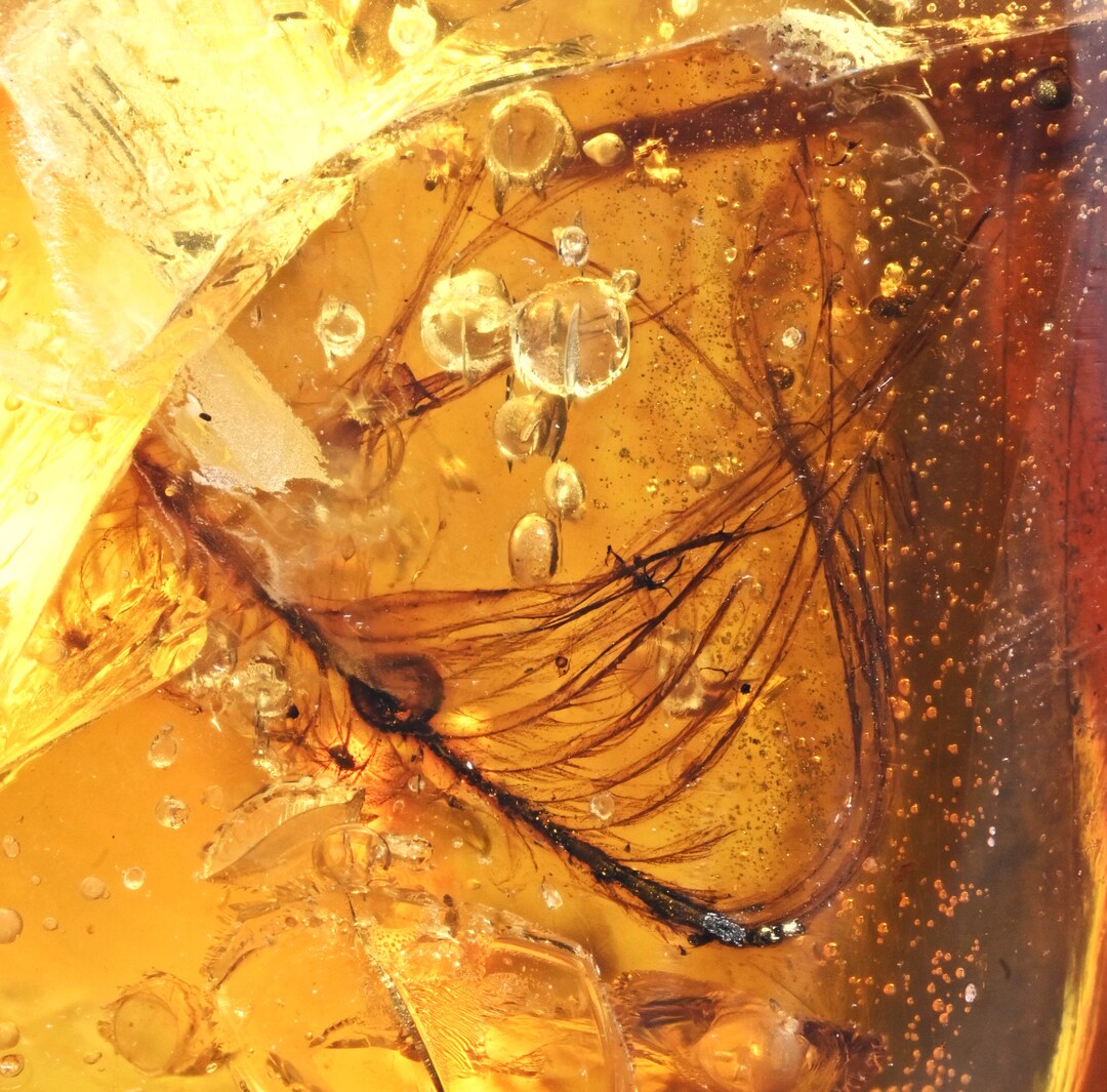 Rare Bird Feathers Aves Fossil Inclusion in Burmese Amber - Etsy