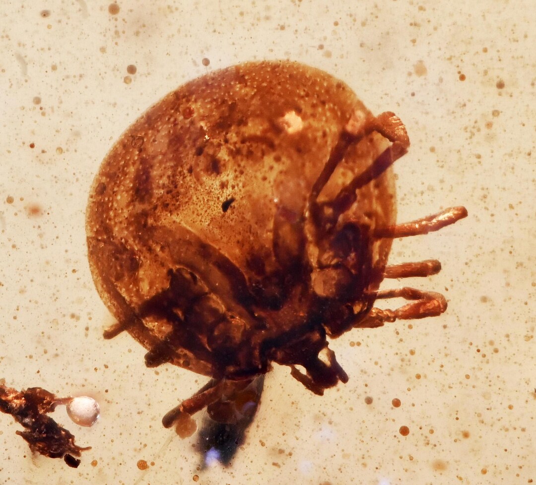 Rare Ixodida (hard Tick), in Burmese Amber - Etsy