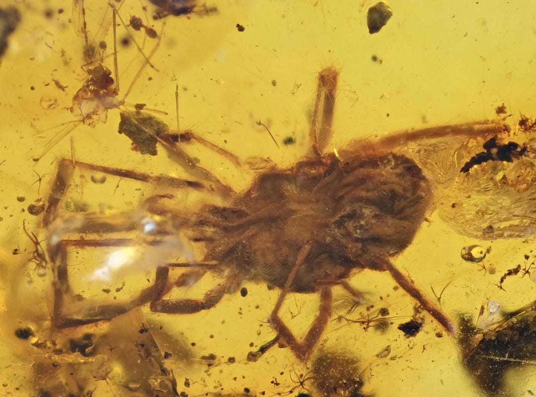 Erythraeidae (velvet Mite), Fossil Insect Inclusion in Burmese Amber - Etsy