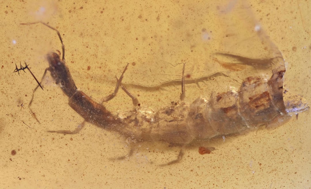 Rare Raphidioptera Larva (snakefly), Fossil Insect Inclusion in Burmese ...