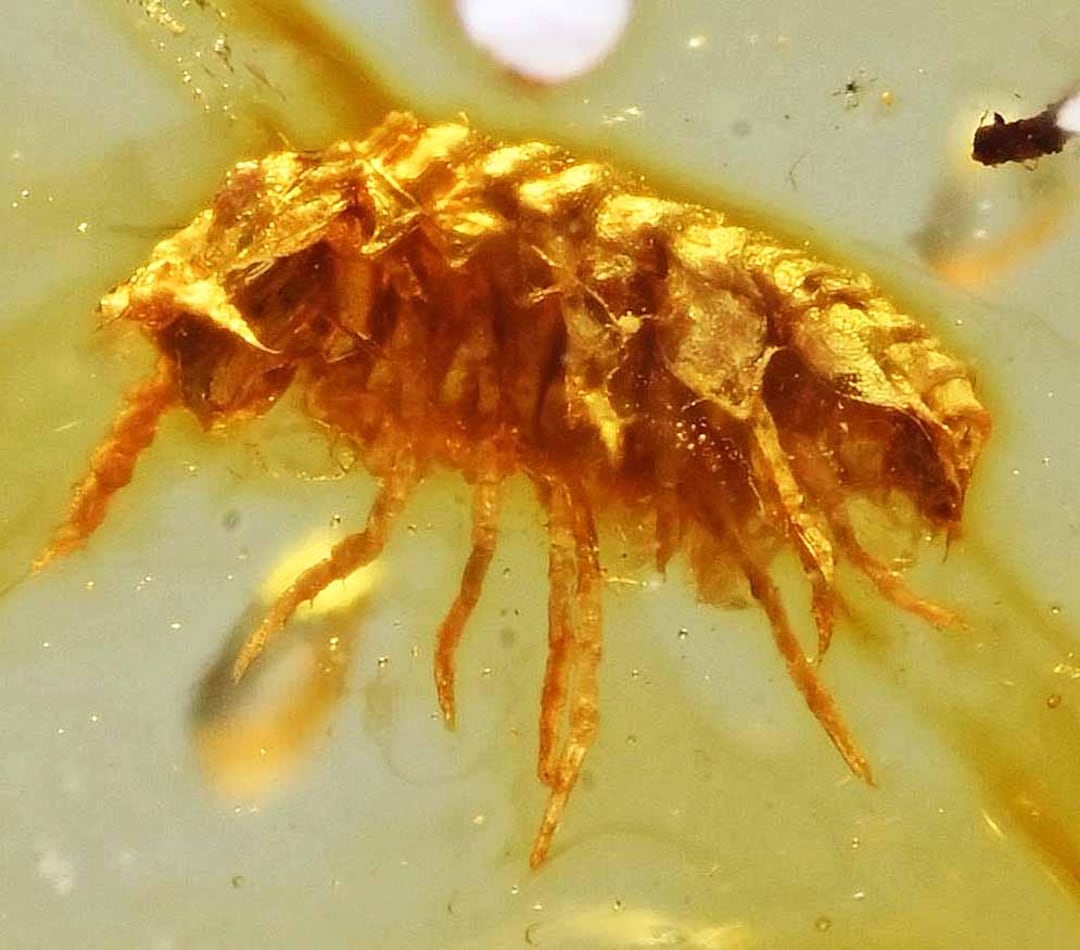 Terrestrial Crustacean (isopod), Fossil Inclusion in Burmese Amber - Etsy
