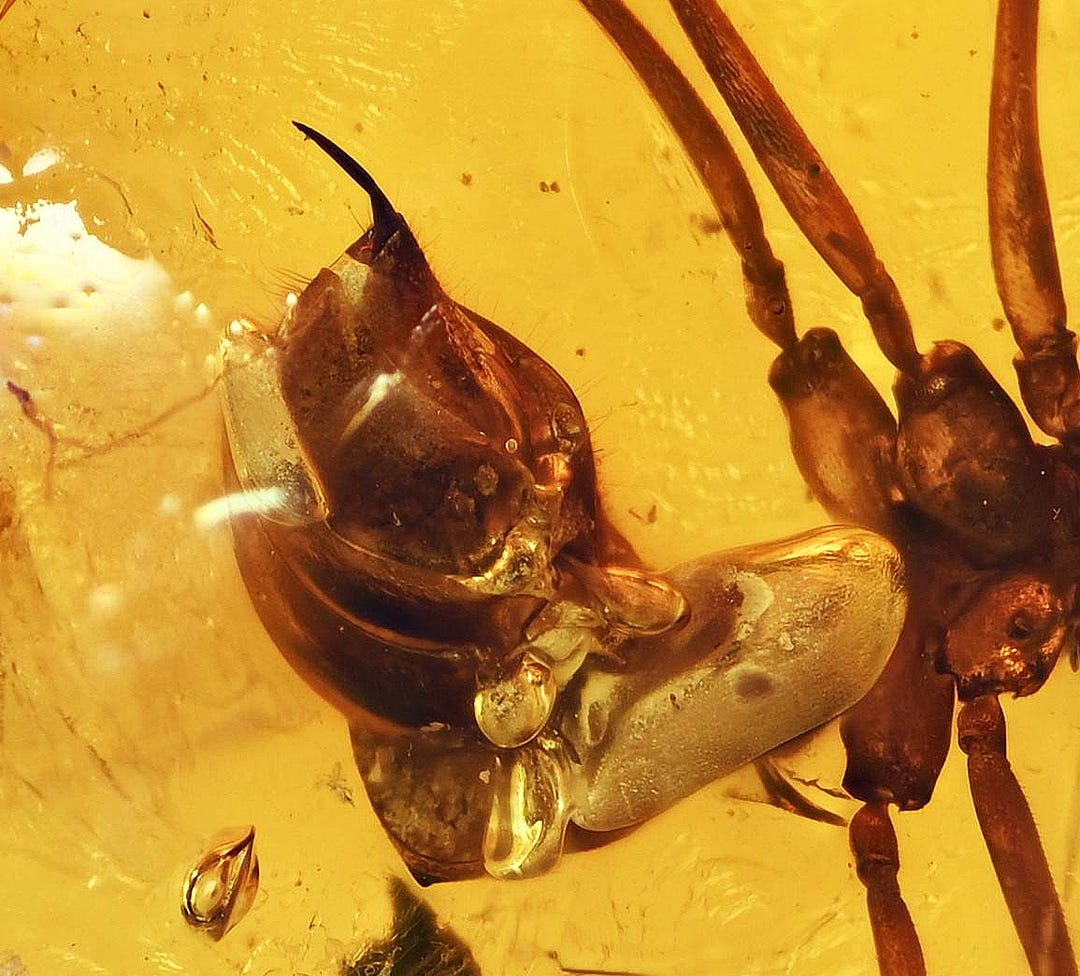 Extinct Large Ant With Stinger! Fossil Inclusion in Burmese Amber - Etsy