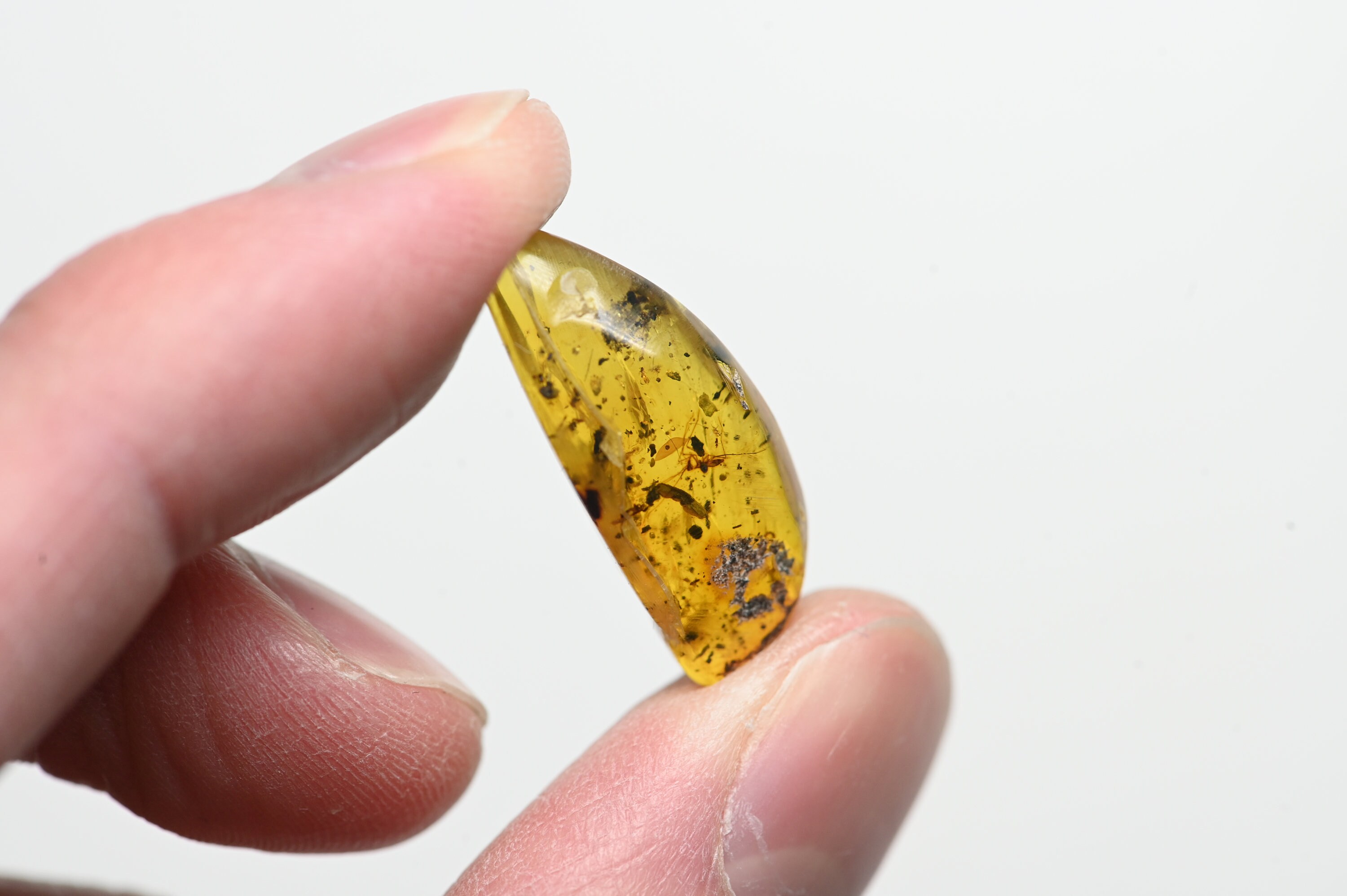 Very Rare Extinct Roach Nymph in Burmese Amber - Etsy