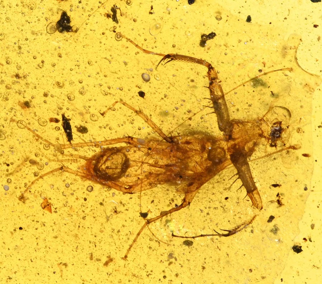 Rare Large Adult Mantodea (praying Mantis), Fossil Inclusion in Burmese ...