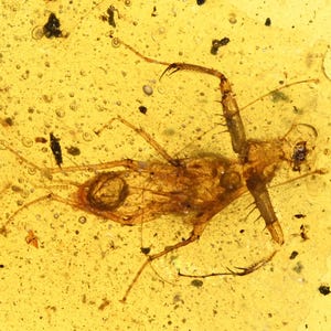 Rare Large Adult Mantodea (praying Mantis), Fossil Inclusion in Burmese ...