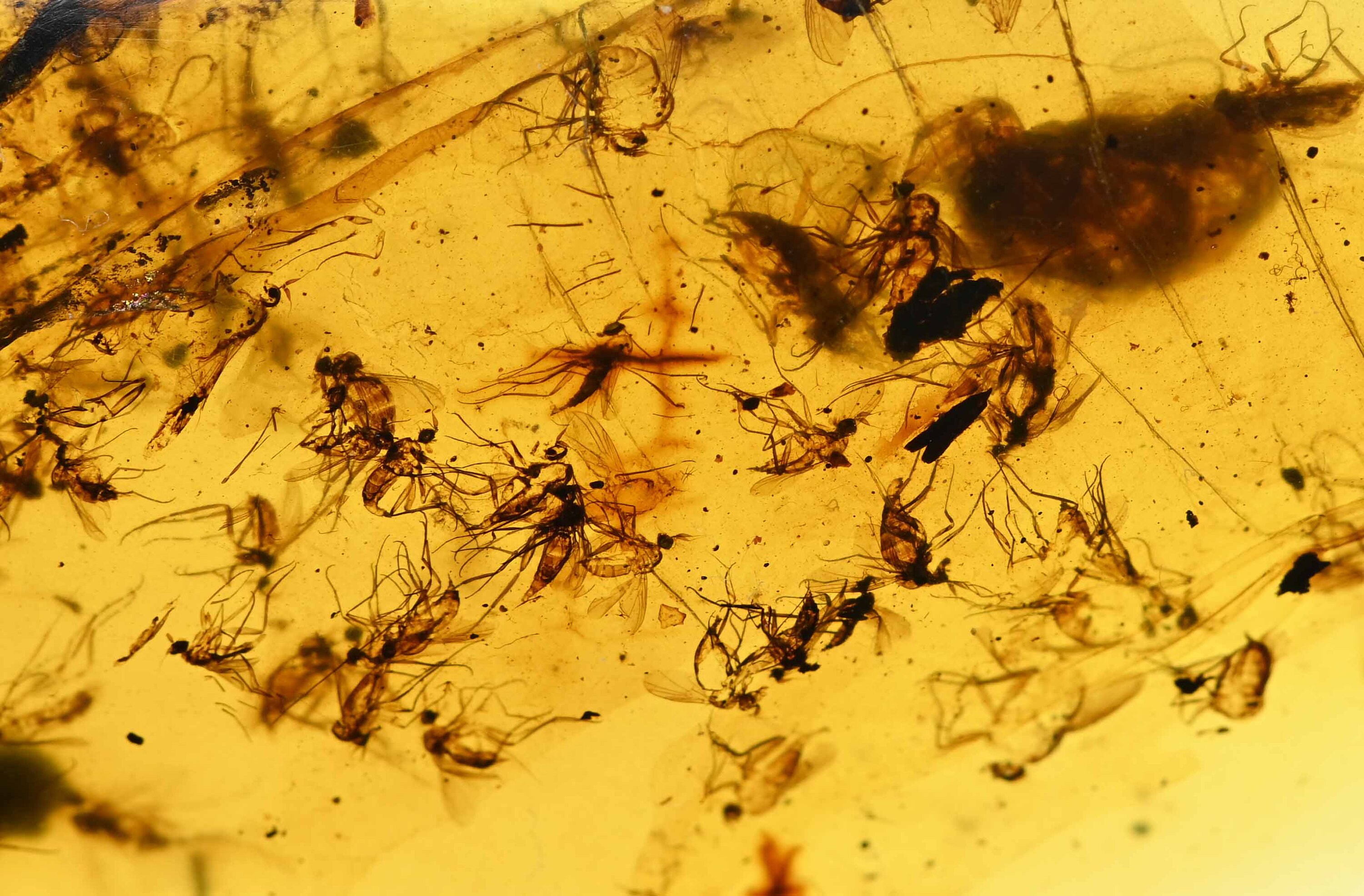 ENORMOUS Swarm of Diptera Fossil Inclusion in Burmese Amber - Etsy