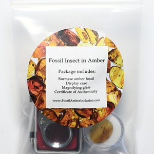 GENUINE Fossil Insect Inclusion in Burmese Amber Kit Includes Magnifier ...