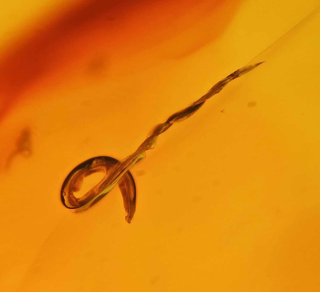 Very Rare Nematodes (roundworm), Fossil Inclusion in Dominican Amber - Etsy