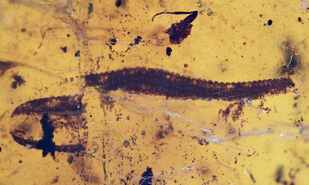 Detailed Diplopoda millipede, Fossil Inclusion in Burmese Amber - Etsy
