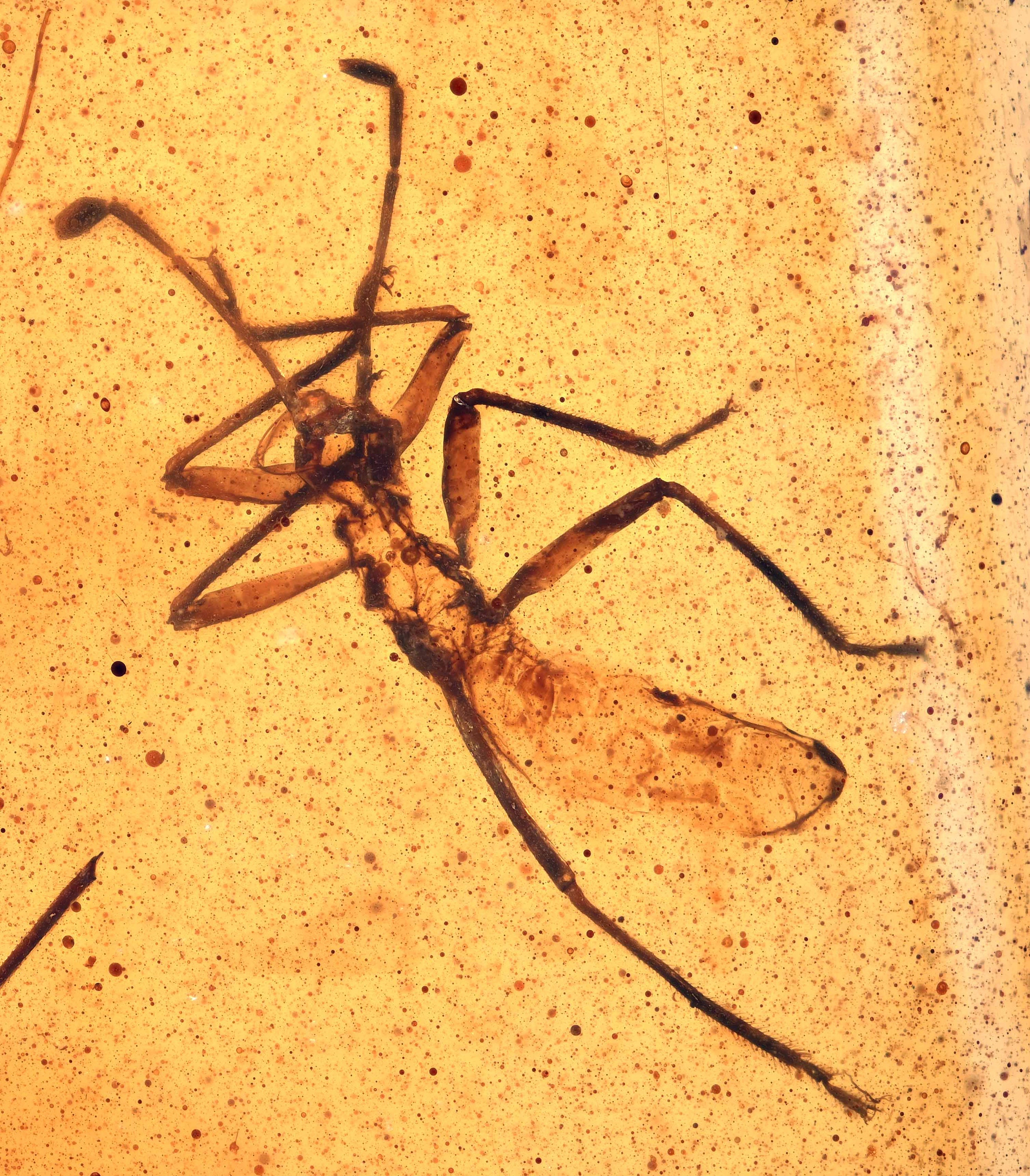 Scarce Phasmatodea walking Stick, Fossil Inclusion in Burmese Amber - Etsy