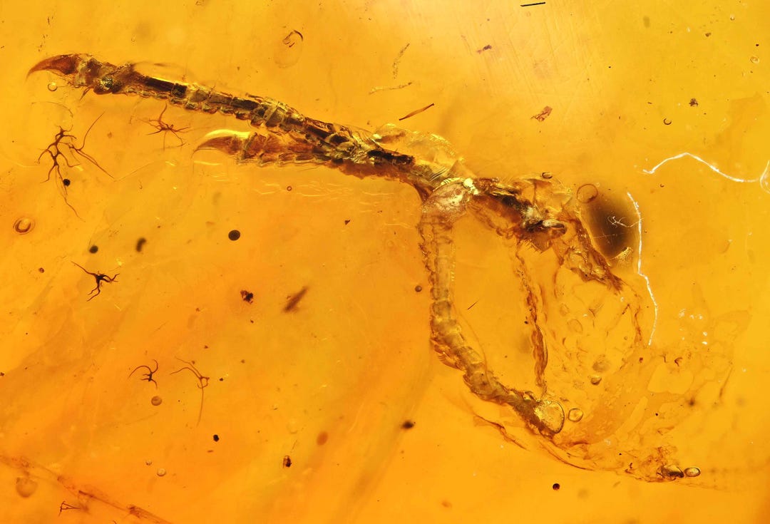 Rare Lizard Foot With Claws, Fossil Inclusion in Burmese Amber - Etsy