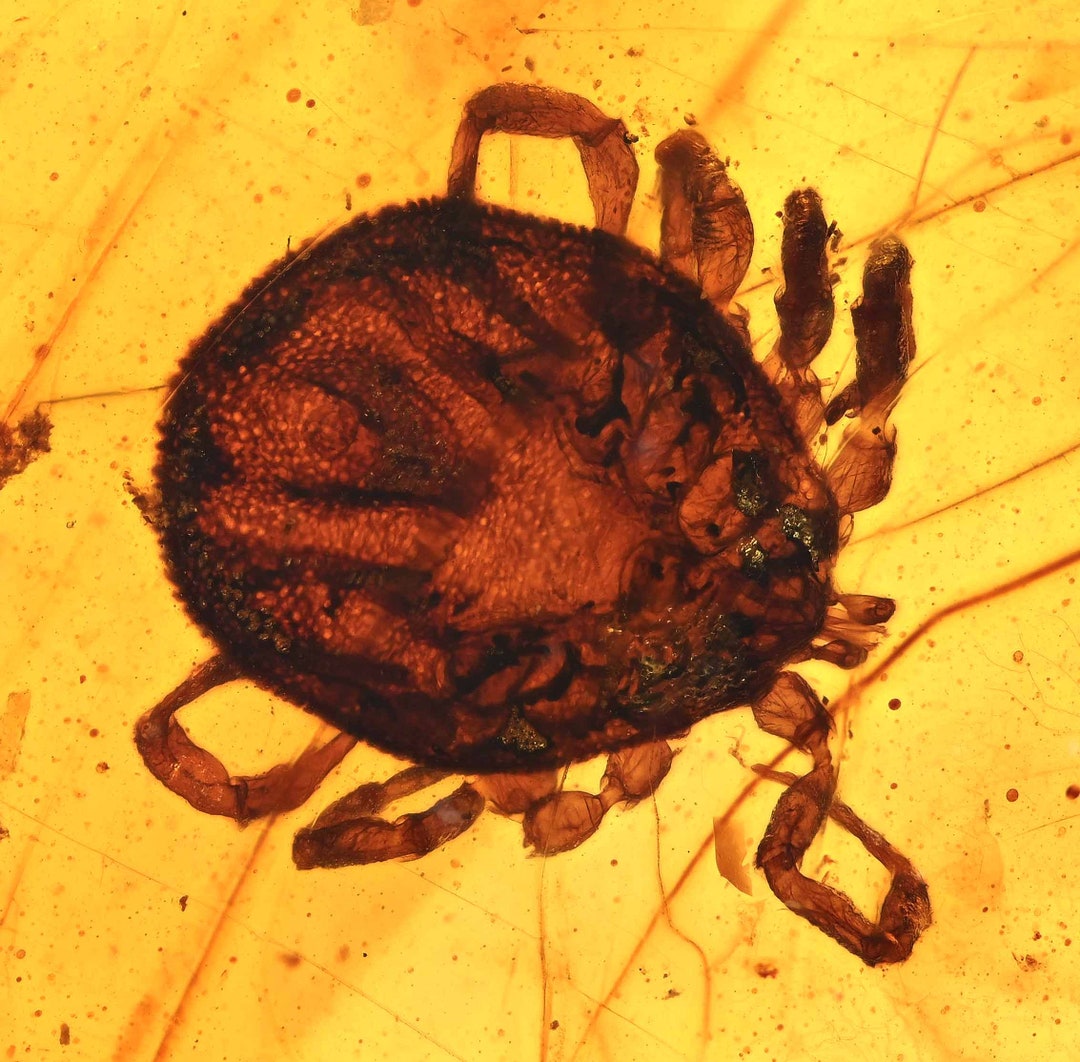 Rare Acari hard Tick, Fossil Inclusion in Burmese Amber - Etsy