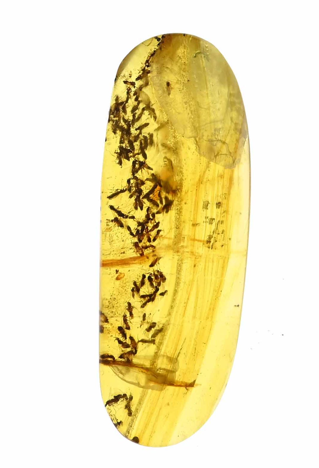 Huge Swarm of Diptera, Fossil Inclusion in Burmese Amber - Etsy
