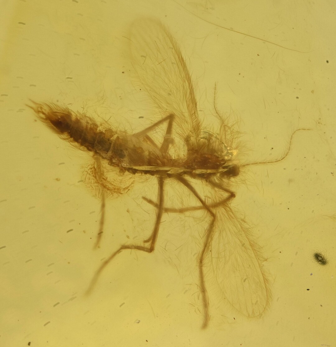Detailed Psychodidae (moth Fly), Fossil Insect Inclusion in Burmese ...