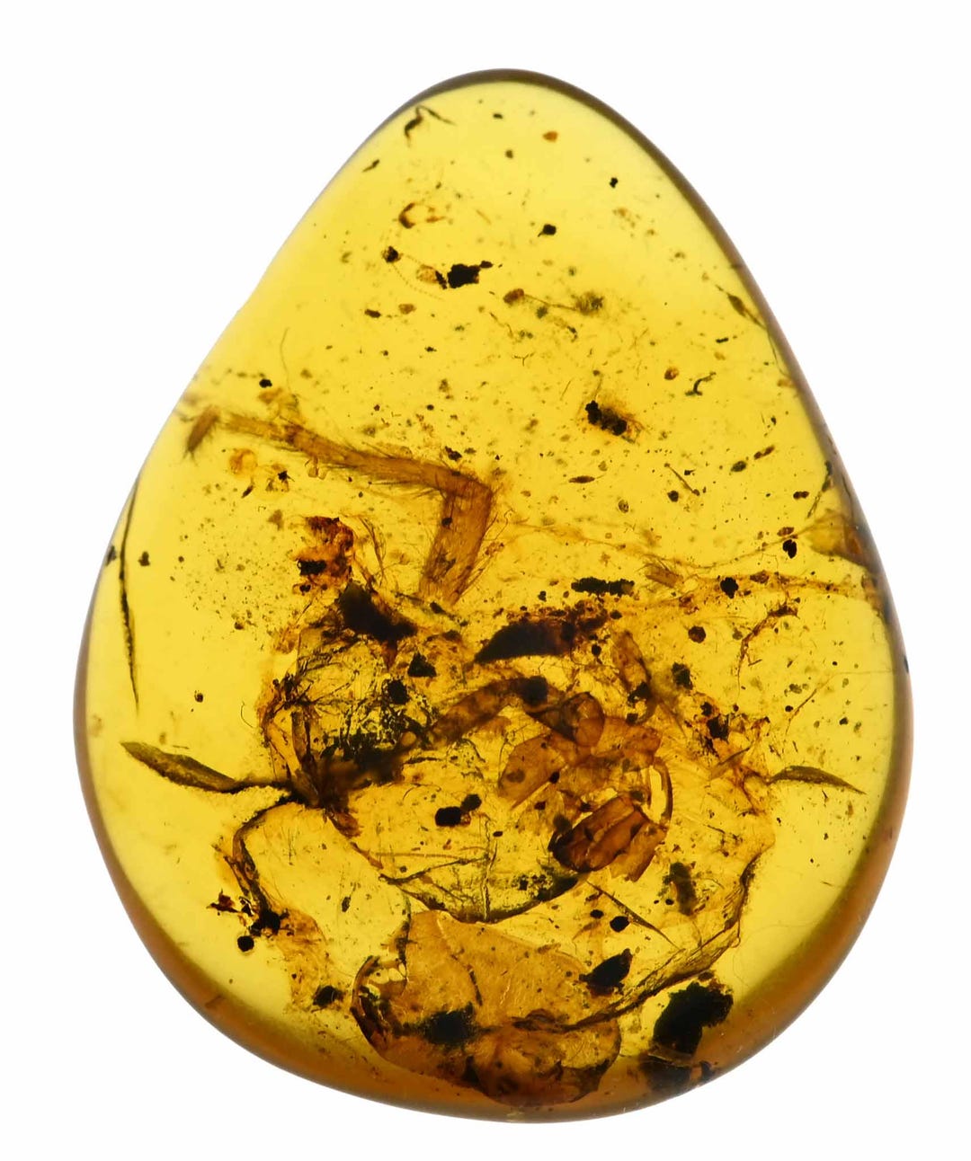 RARE Huge Lycosidae (wolf Spider), Fossil Inclusion in Burmese Amber - Etsy