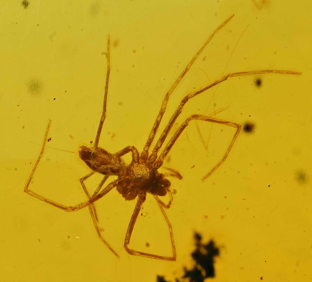 Two Interesting Araneae: Araneida (spider), Fossil Inclusion in ...