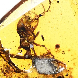RARE Haidomyrmex (hell Ant) Fossil Inclusion in Burmese Amber - Etsy