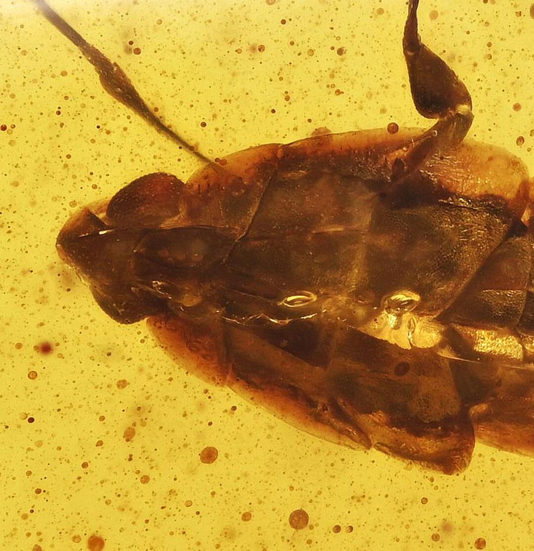 Detailed Fulgoroidea (planthopper), Fossil Inclusion in Burmese Amber ...