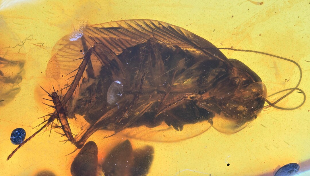 Detailed Blattodea (cockroach), Fossil Insect Inclusion in Burmese ...