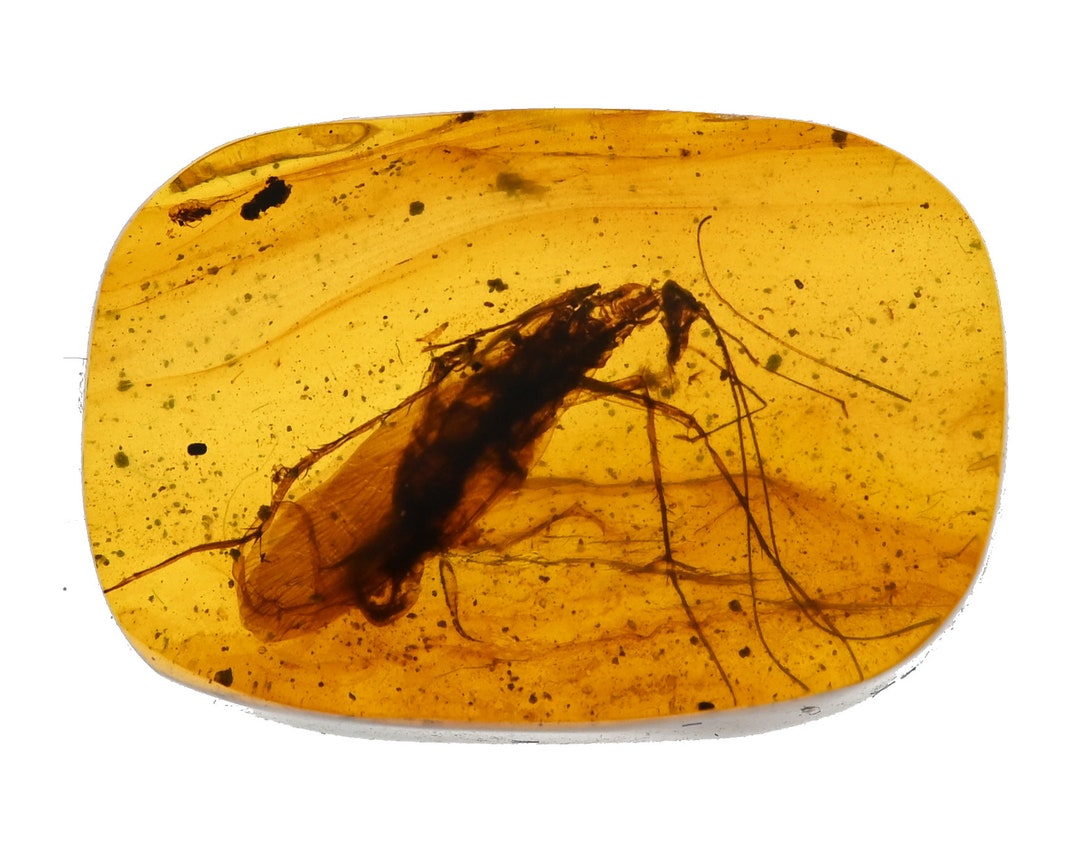 Rare Manipulator Modificaputis cockroach, Fossil Inclusion in Burmese ...