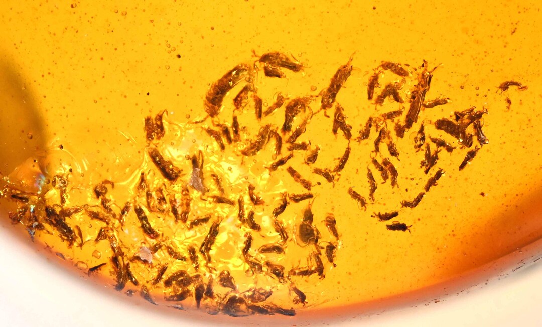 Swarm of Collembola (springtail), Fossil Inclusion in Burmese Amber - Etsy