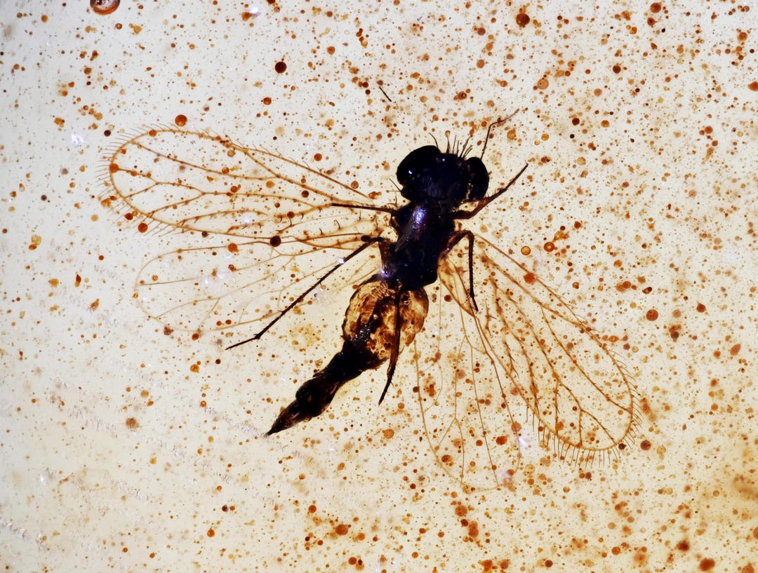 Psocoptera (booklice), Fossil Insect Inclusion in Burmese Amber - Etsy