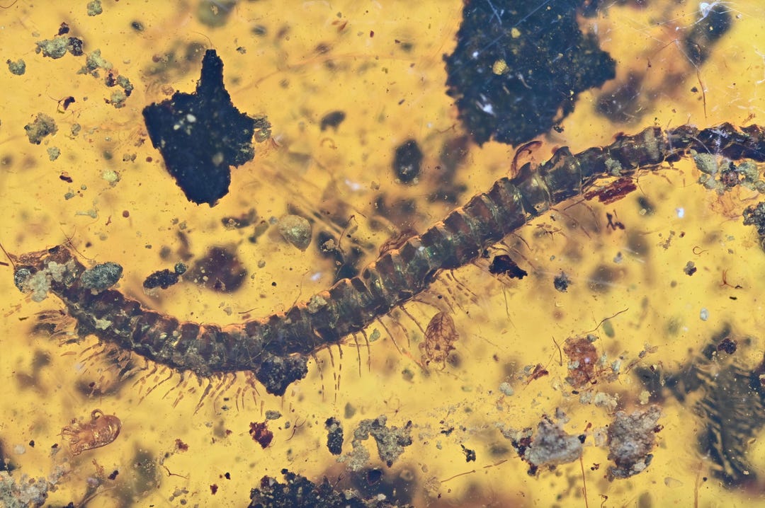 Detailed Diplopoda (millipede), Fossil Insect Inclusion in Burmese ...