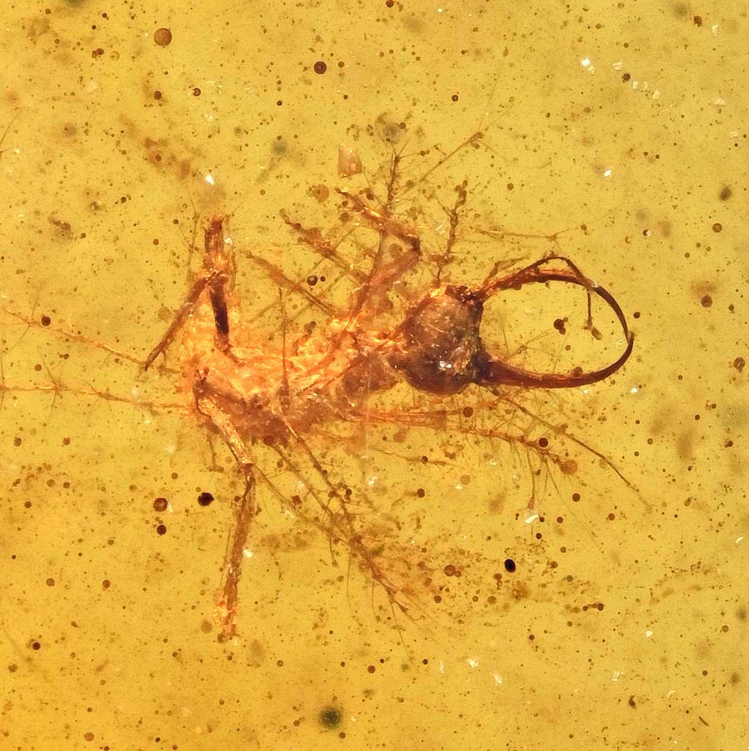 Rare Ant Lion Larva With Beetle, Fossil Inclusion in Burmese Amber - Etsy