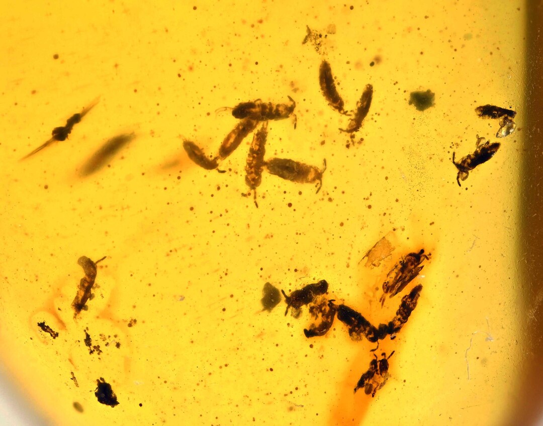 Swarm of Collembola (springtail), Fossil Inclusion in Burmese Amber - Etsy