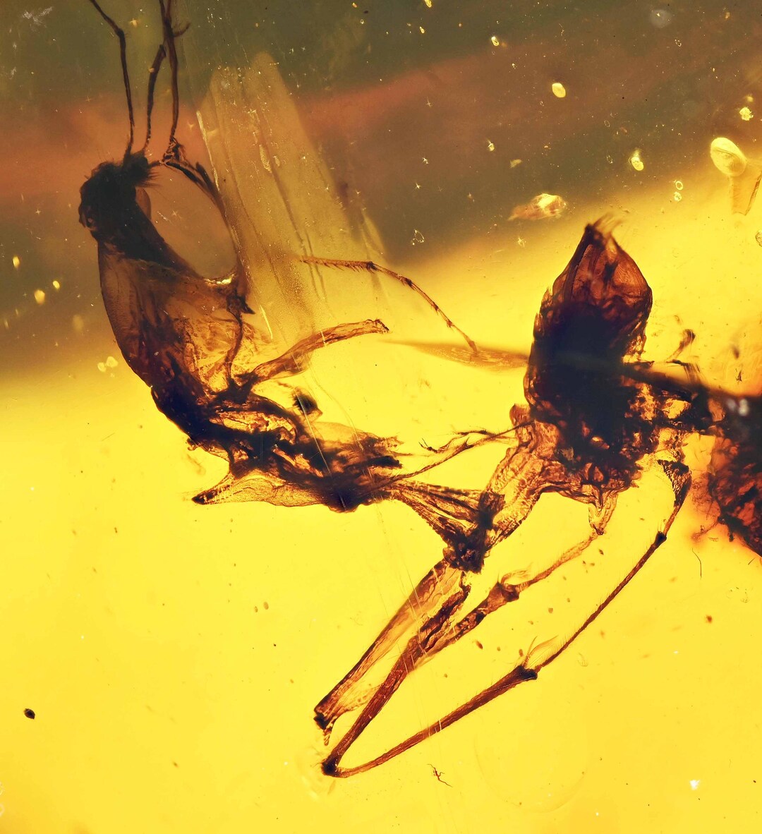 RARE Haidomyrmex (hell Ant), Fossil Inclusion in Burmese Amber - Etsy
