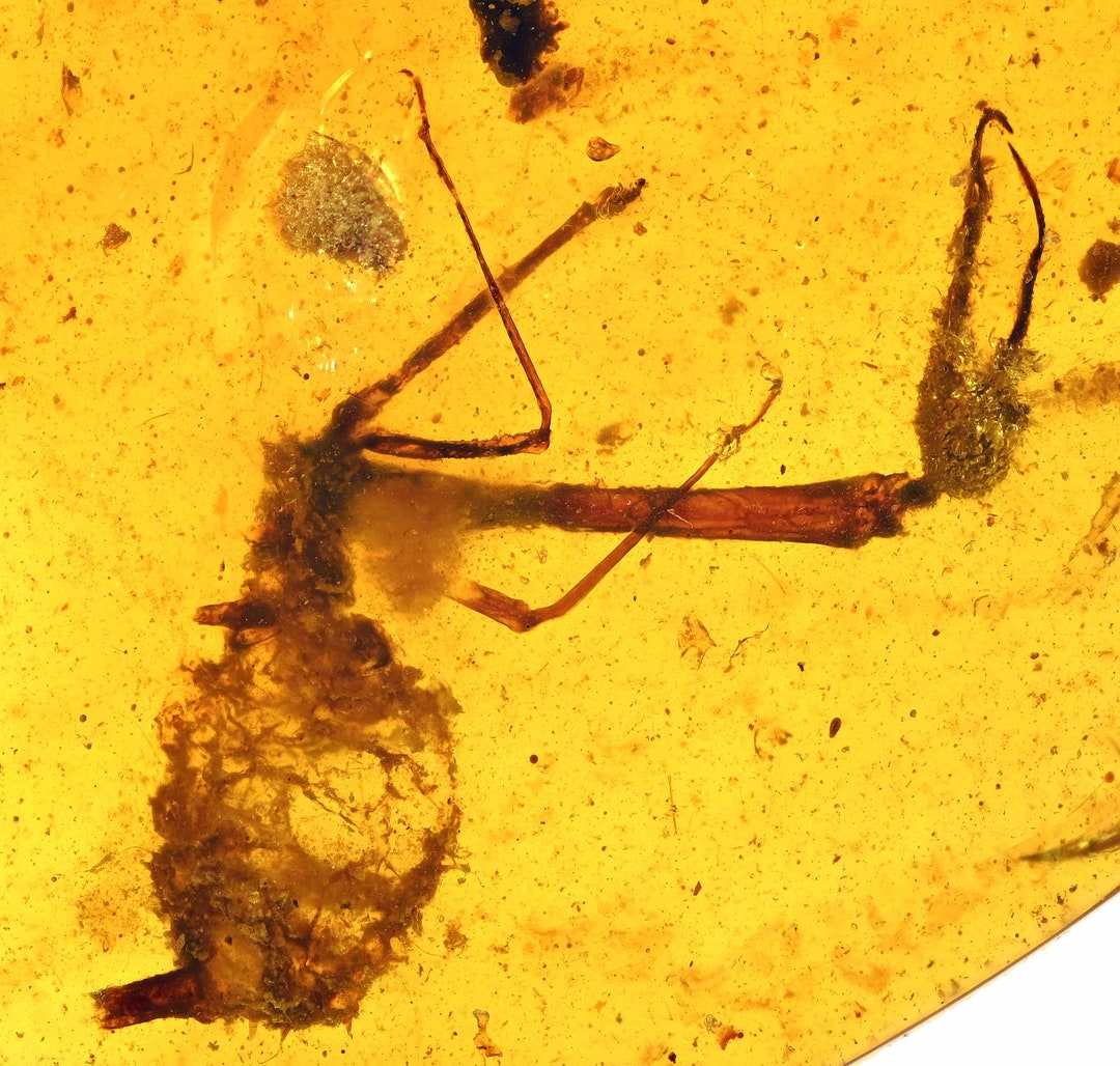Rare Nemopteridae Larva spoonwing, Fossil Inclusion in Burmese Amber - Etsy