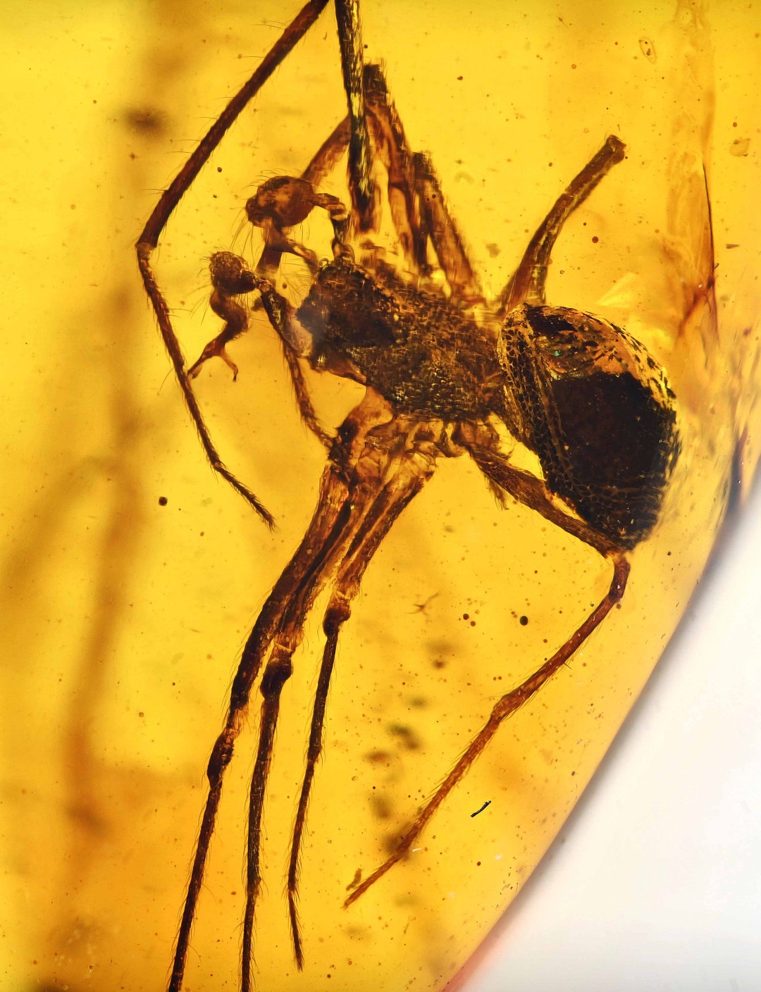 Detailed Araneae spider With Eye Stalks Fossil Inclusion in - Etsy