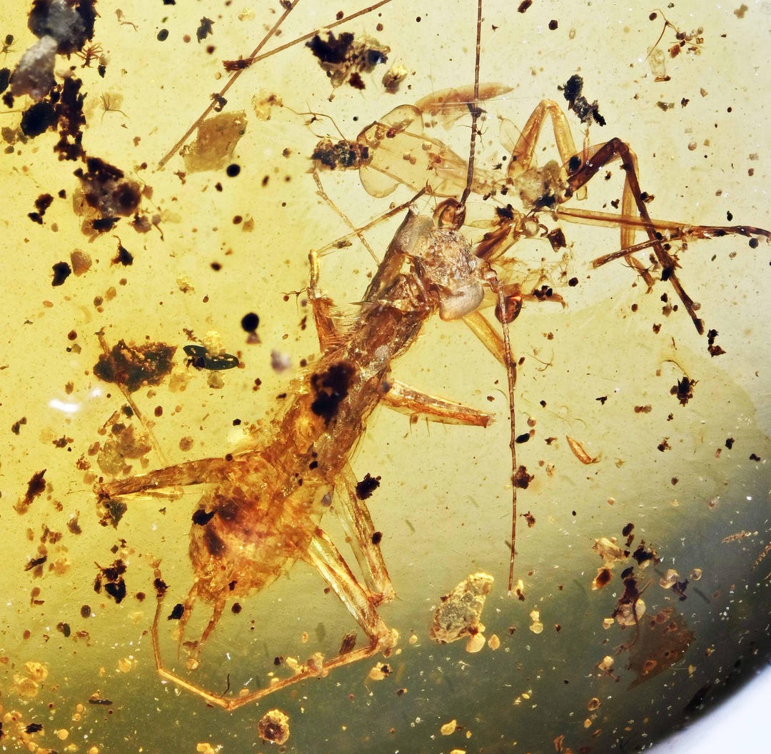 Rare Juvenile Mantodea (praying Mantis), Fossil Inclusion in Burmese ...