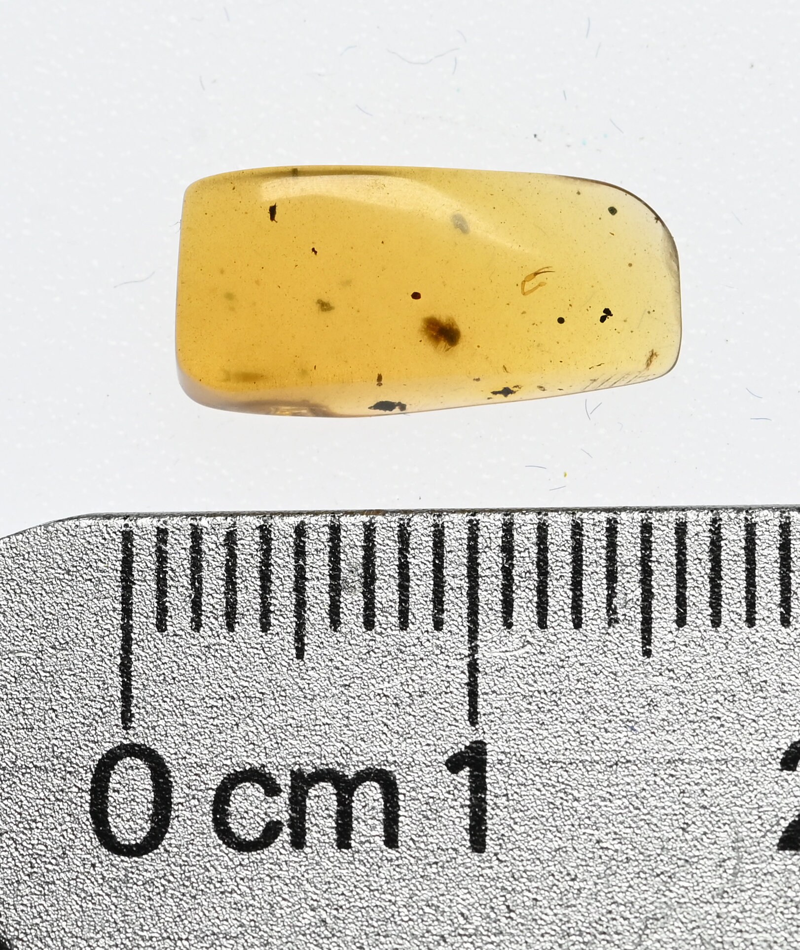 Rare Scorpion Pedipalps pincer, Fossil Insect Inclusion in Burmese ...