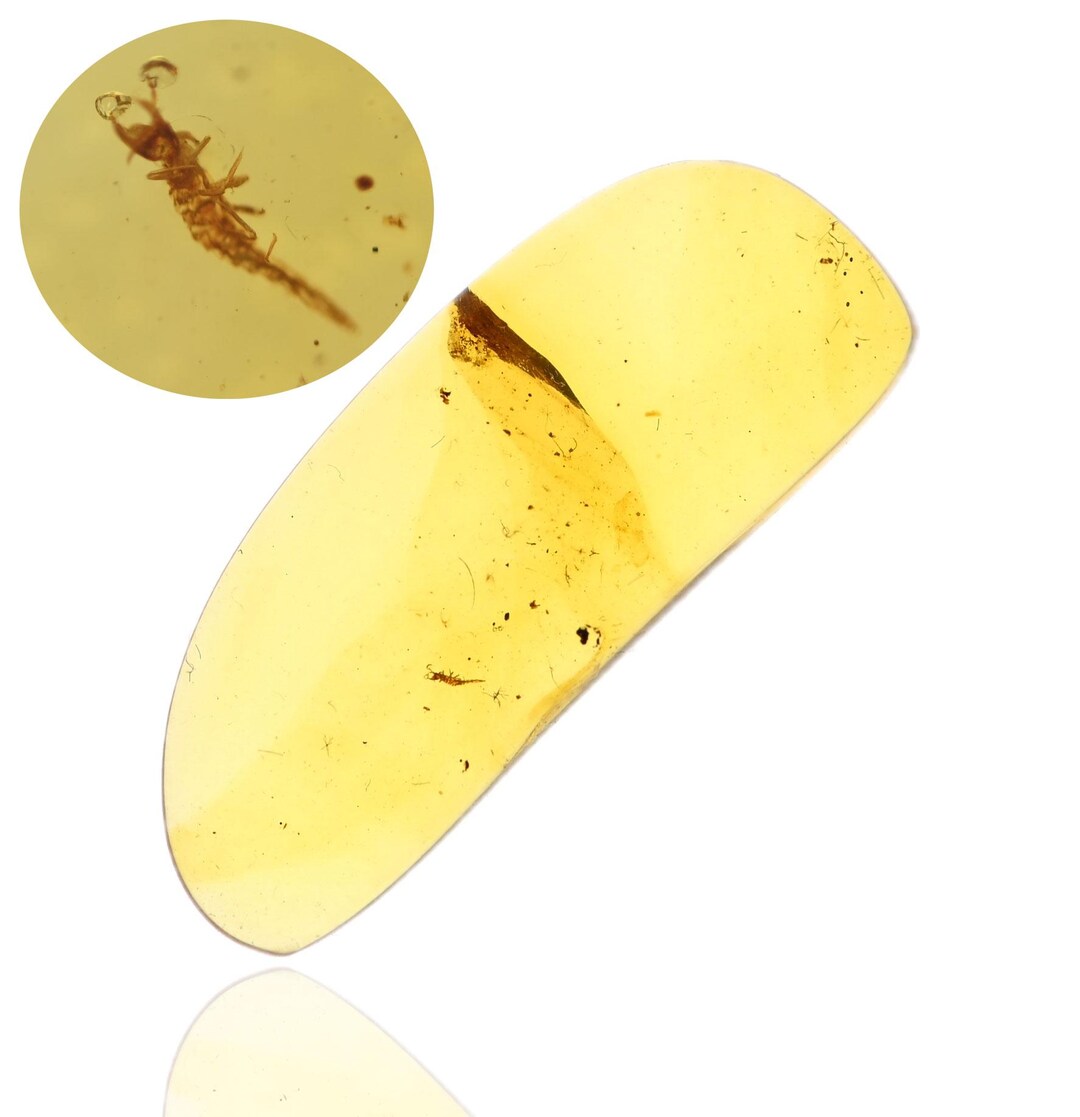 Rare Neuroptera Lacewing Larva, Fossil Insect Inclusion in Burmese ...