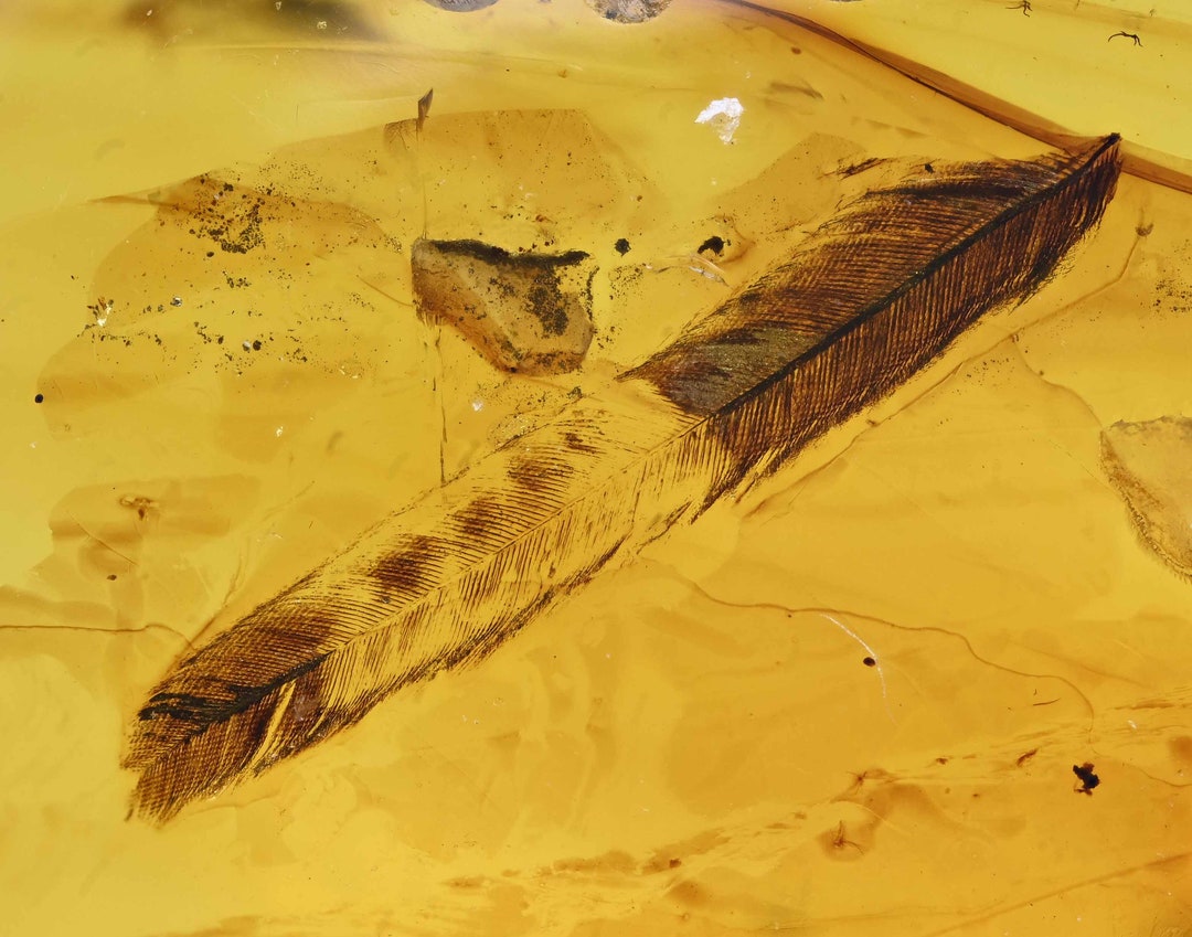 Rare Aves Bird Feather, Fossil Inclusion in Burmese Amber - Etsy