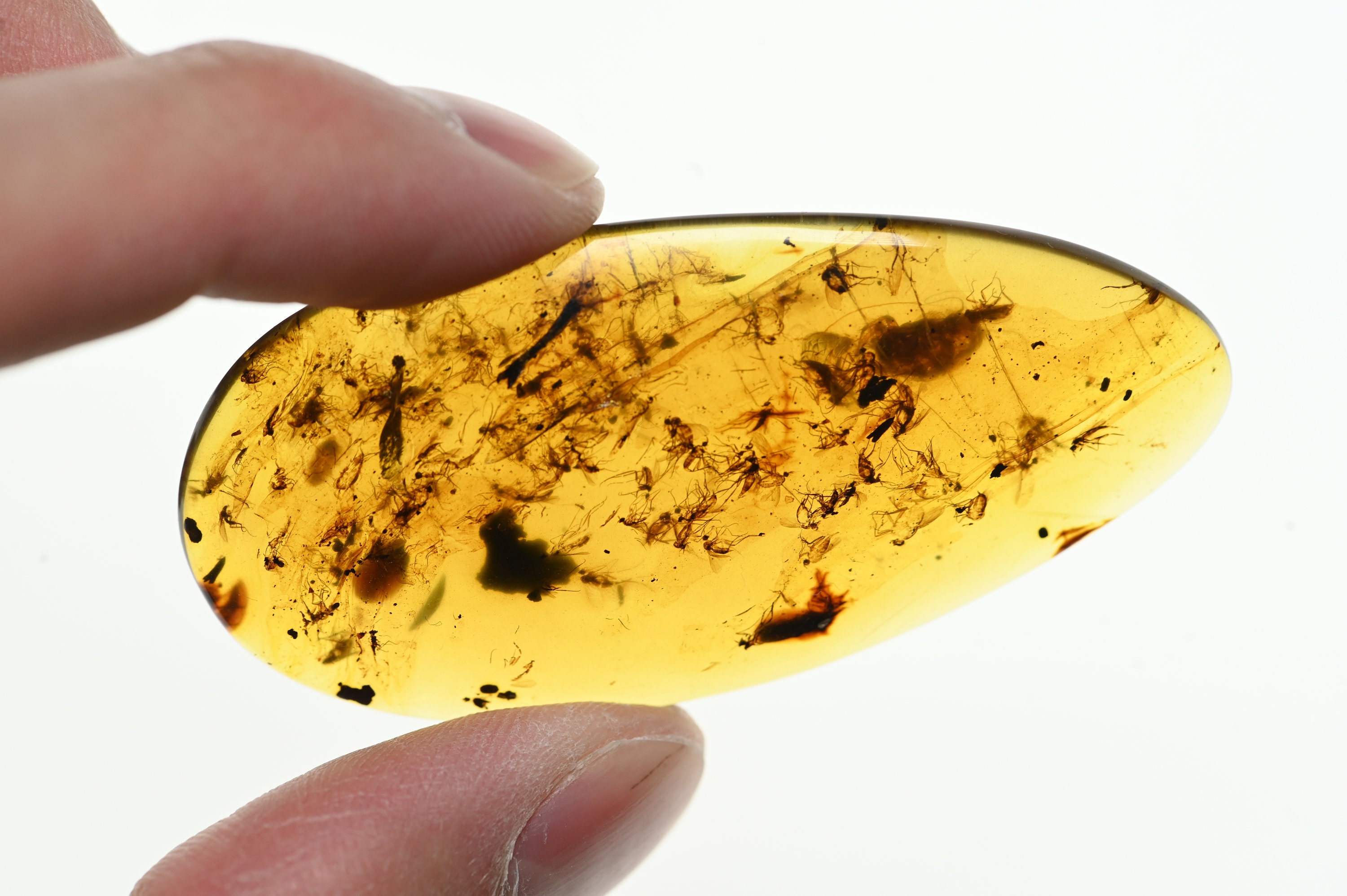 ENORMOUS Swarm of Diptera Fossil Inclusion in Burmese Amber - Etsy