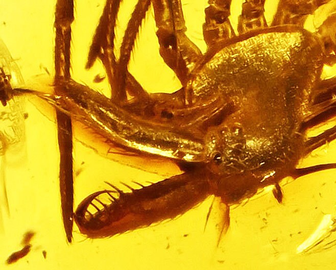 Rare Archaeidae assassin Spider, Fossil Inclusion in Baltic Amber - Etsy