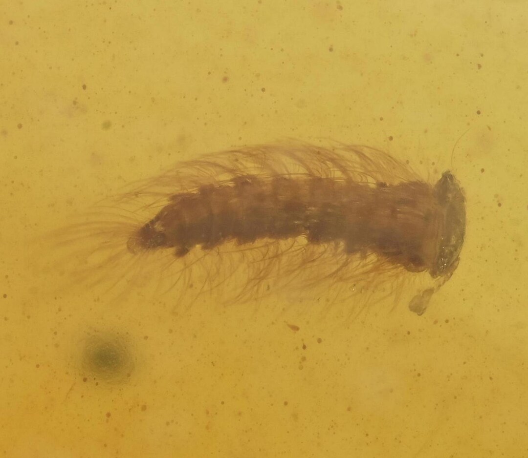 Detailed Dermestid Beetle Larvae, Fossil Insect Inclusion in Burmese ...