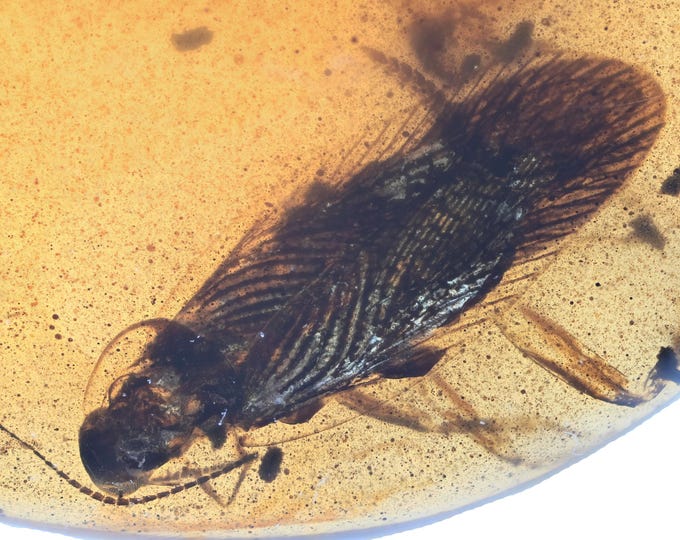 Blattodea (cockroach), Fossil Insect Inclusion in Burmese Amber - Etsy